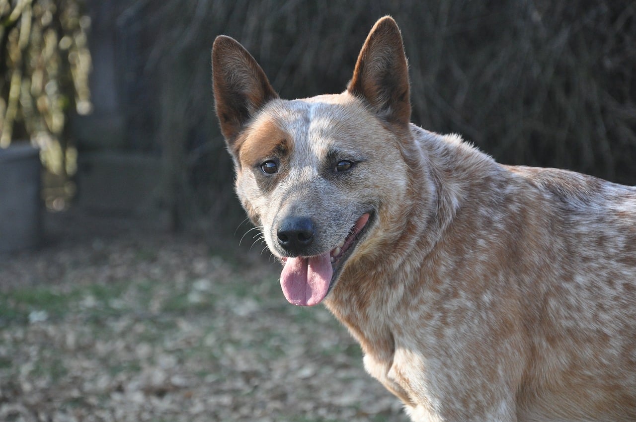 Australian Cattle dog - Alles over honden