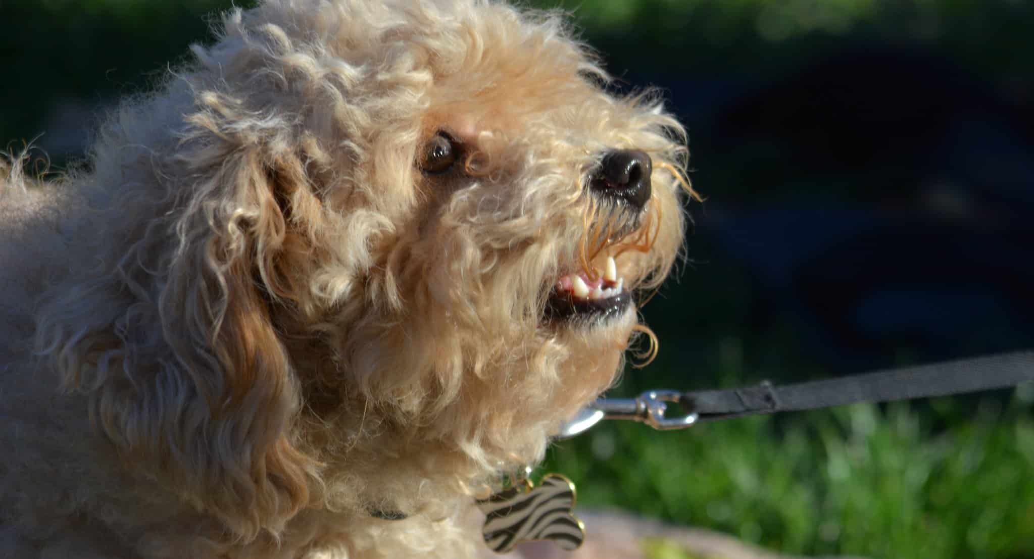 Bolognezer: Dit moet je weten - Alles over honden