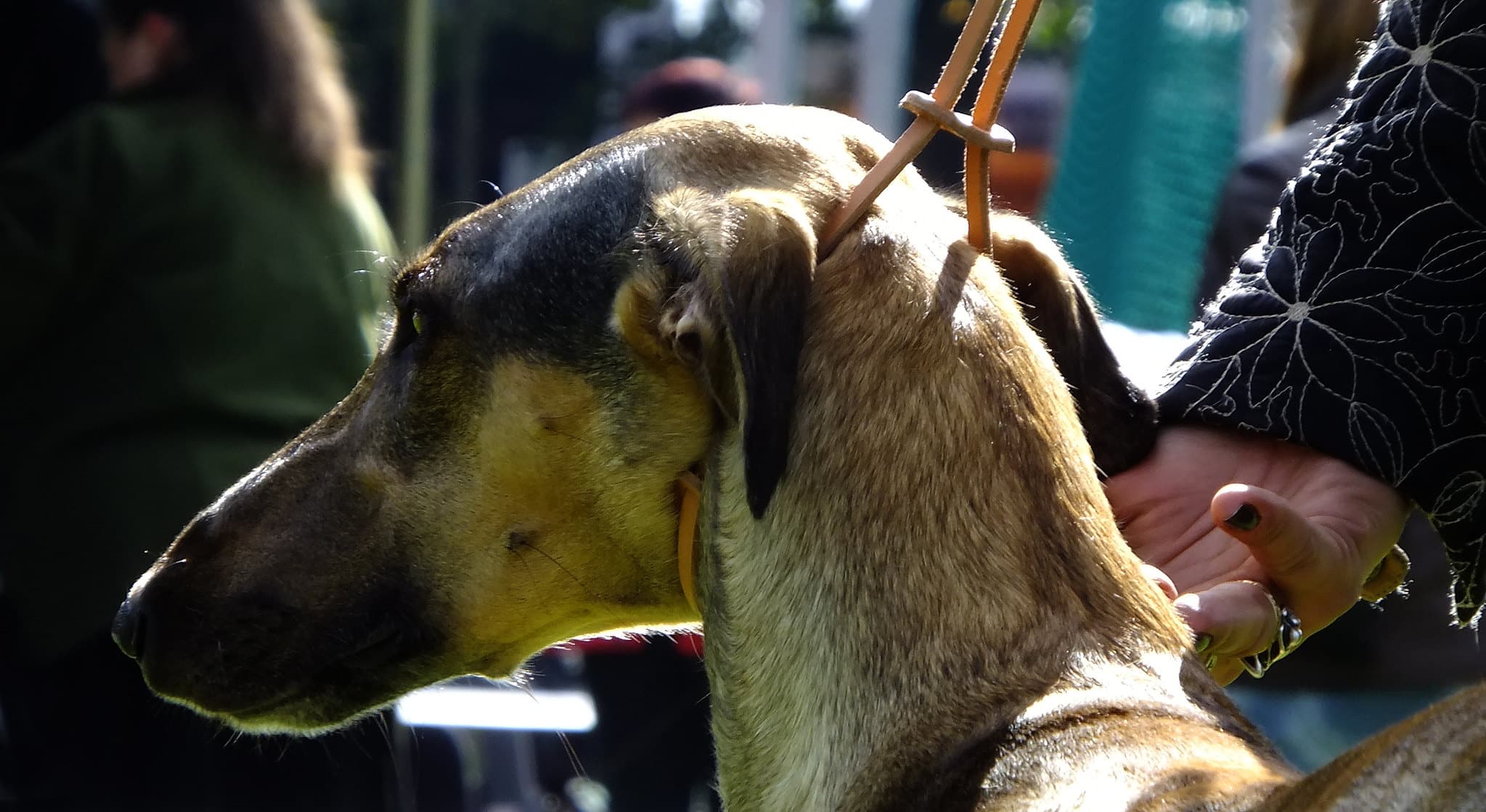 Chart Polski - Alles over honden