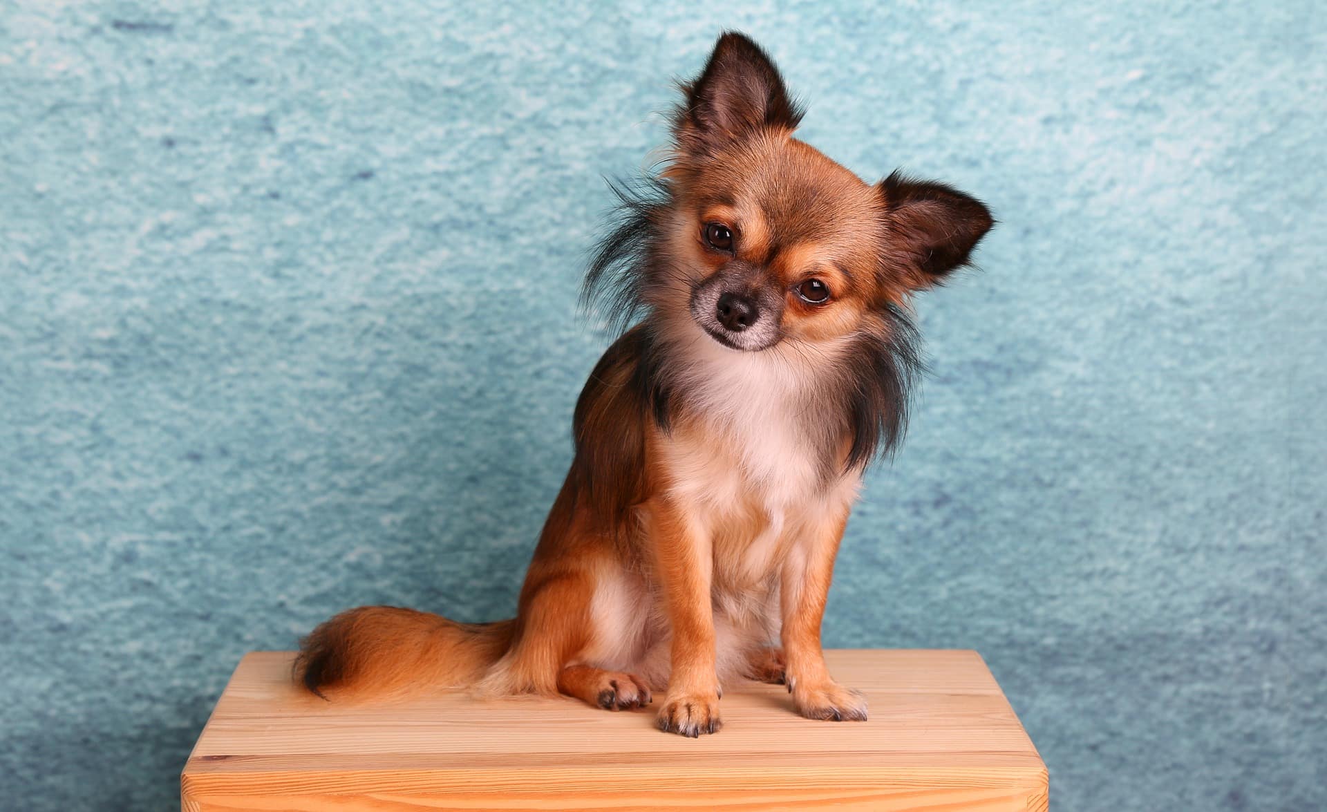 Chihuahua: Dit moet je weten - Alles over honden