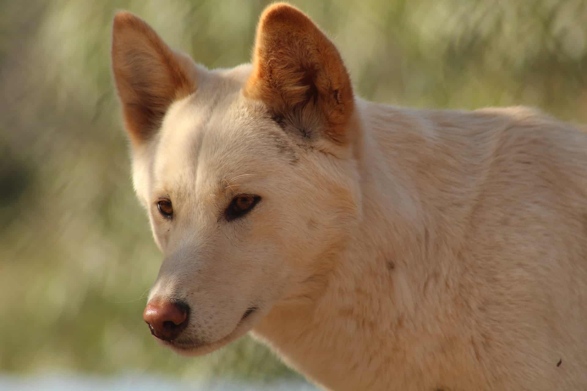 Fakta Om Amerikanske Dingo Hunder