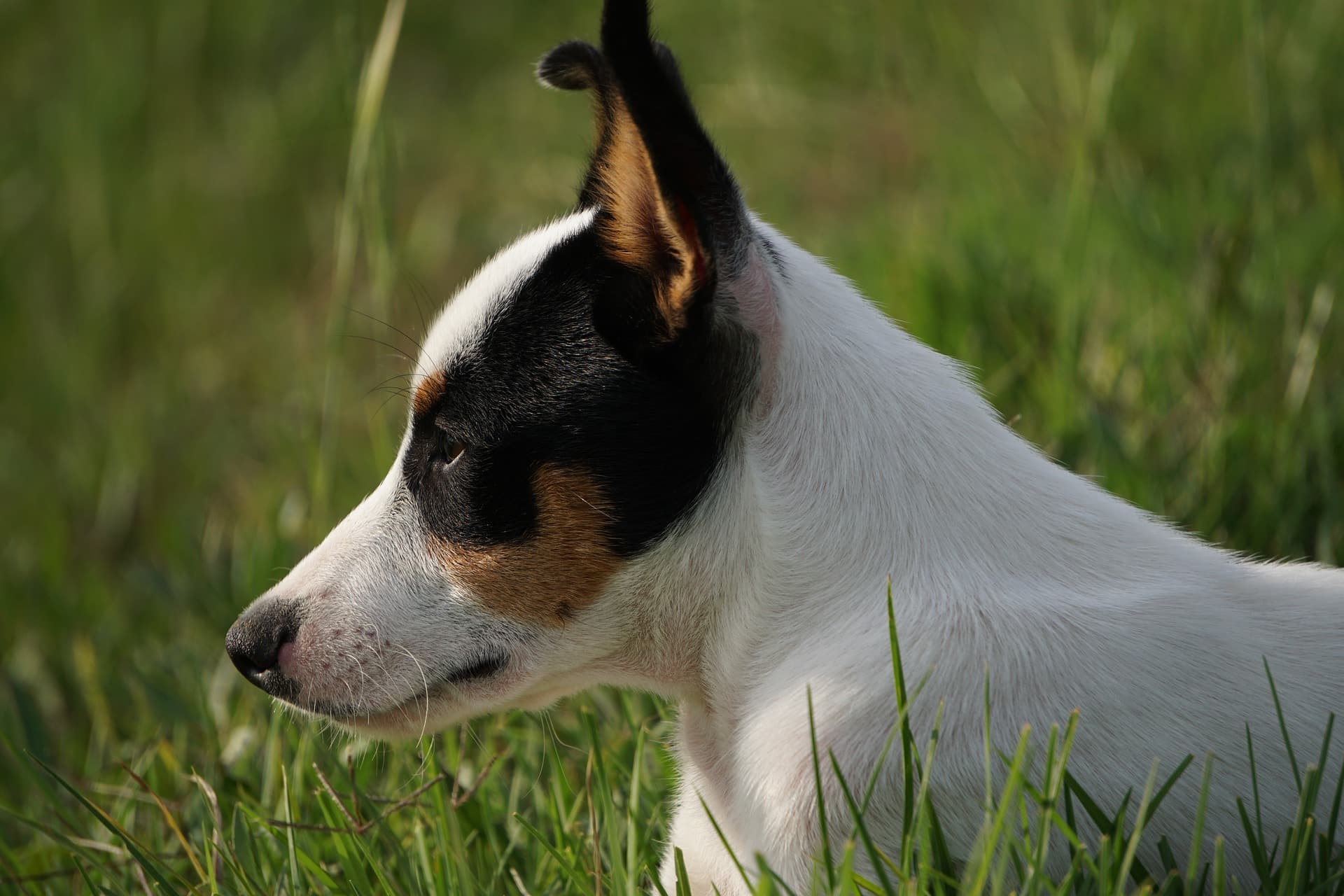 Fox Terrier: (Alles wat je moet weten) - Allesoverhondenrassen.nl