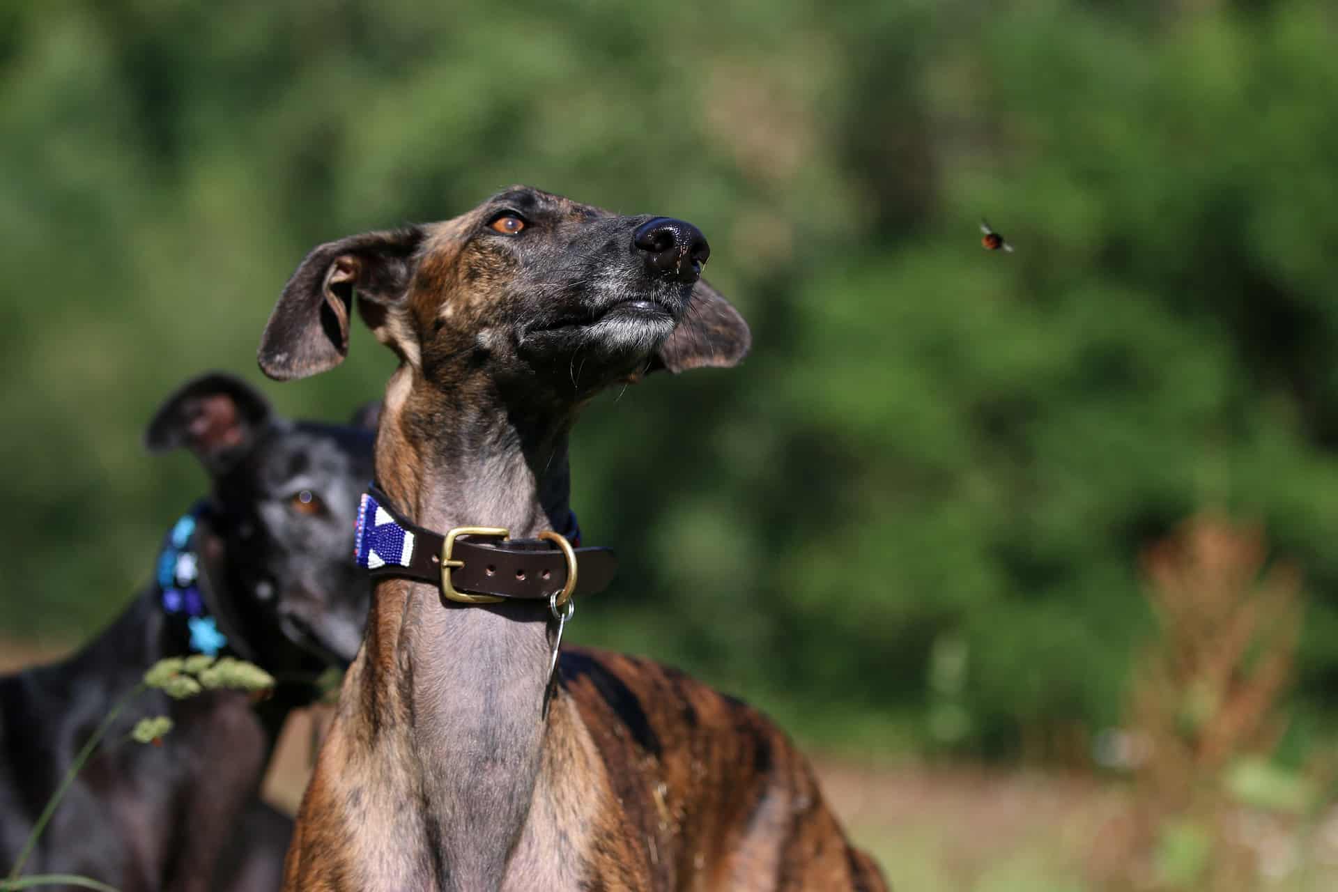 El Galgo Gifts And Accessories For Greyhound And Dog Lovers | The Blue