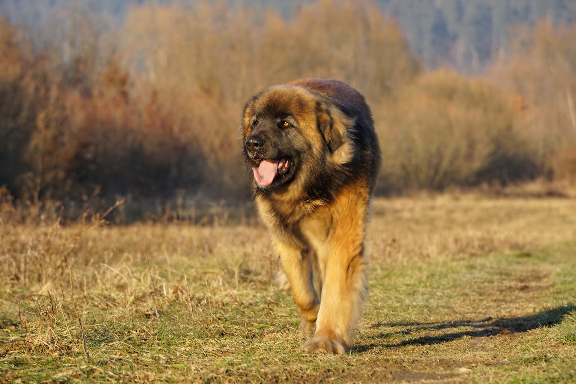 Leonberger: Dit moet je weten - Alles over honden