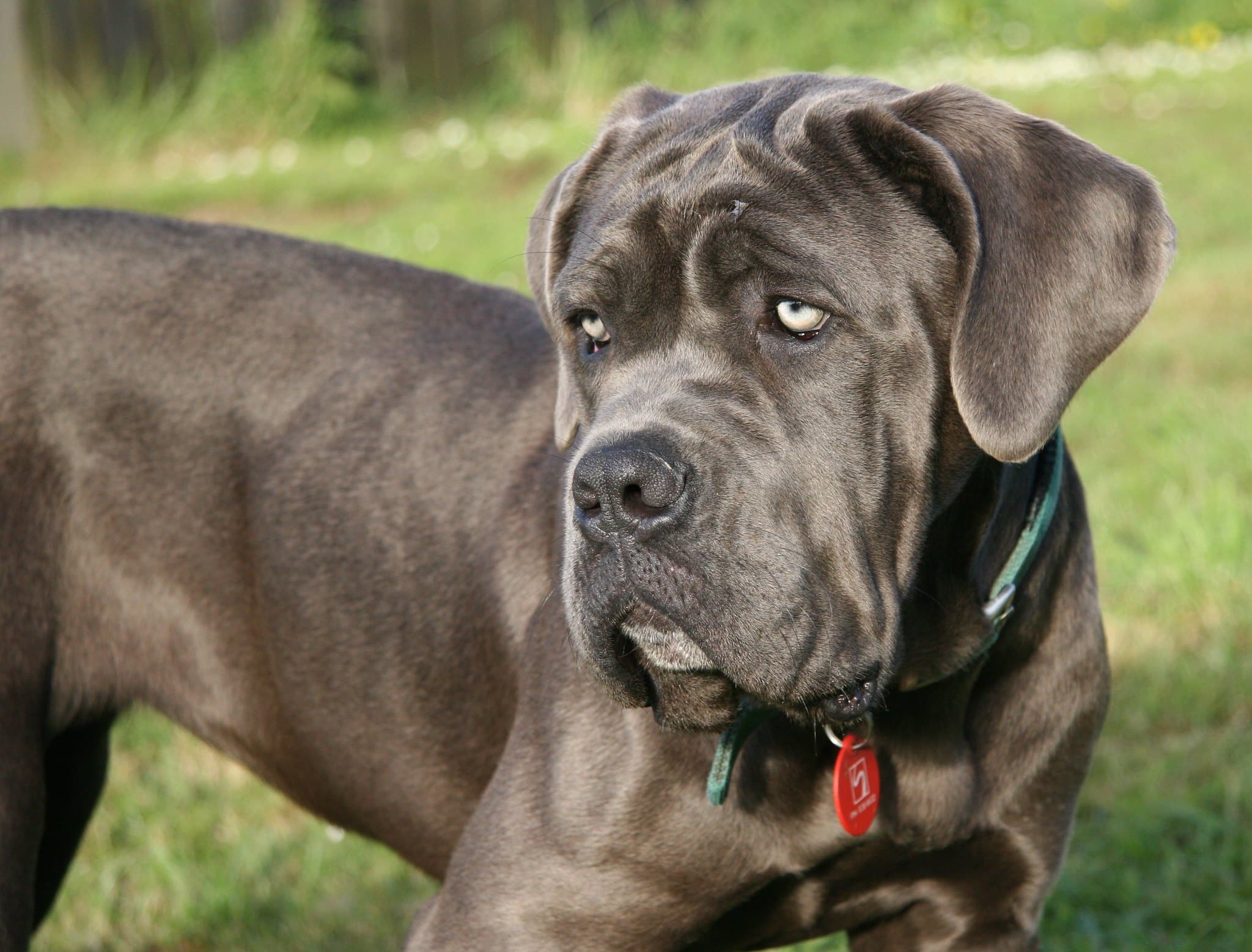 Napolitaanse Mastiff: Dit moet je weten - Alles over honden