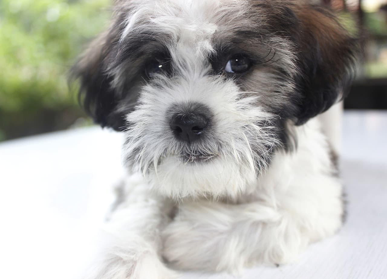 Shihpoo: Dit moet je weten - Alles over honden