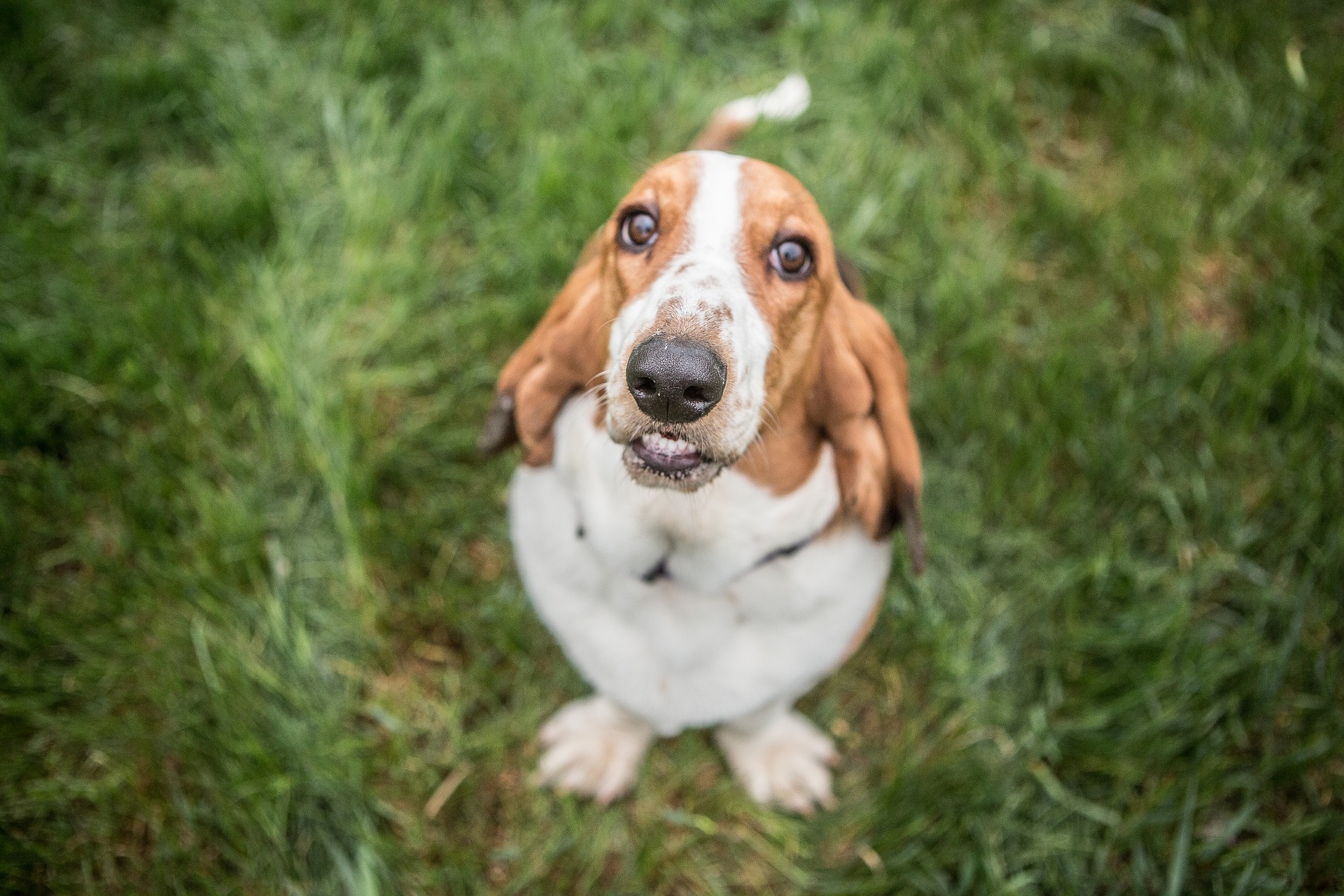 Basset Hound: Dit moet je weten - Alles over honden