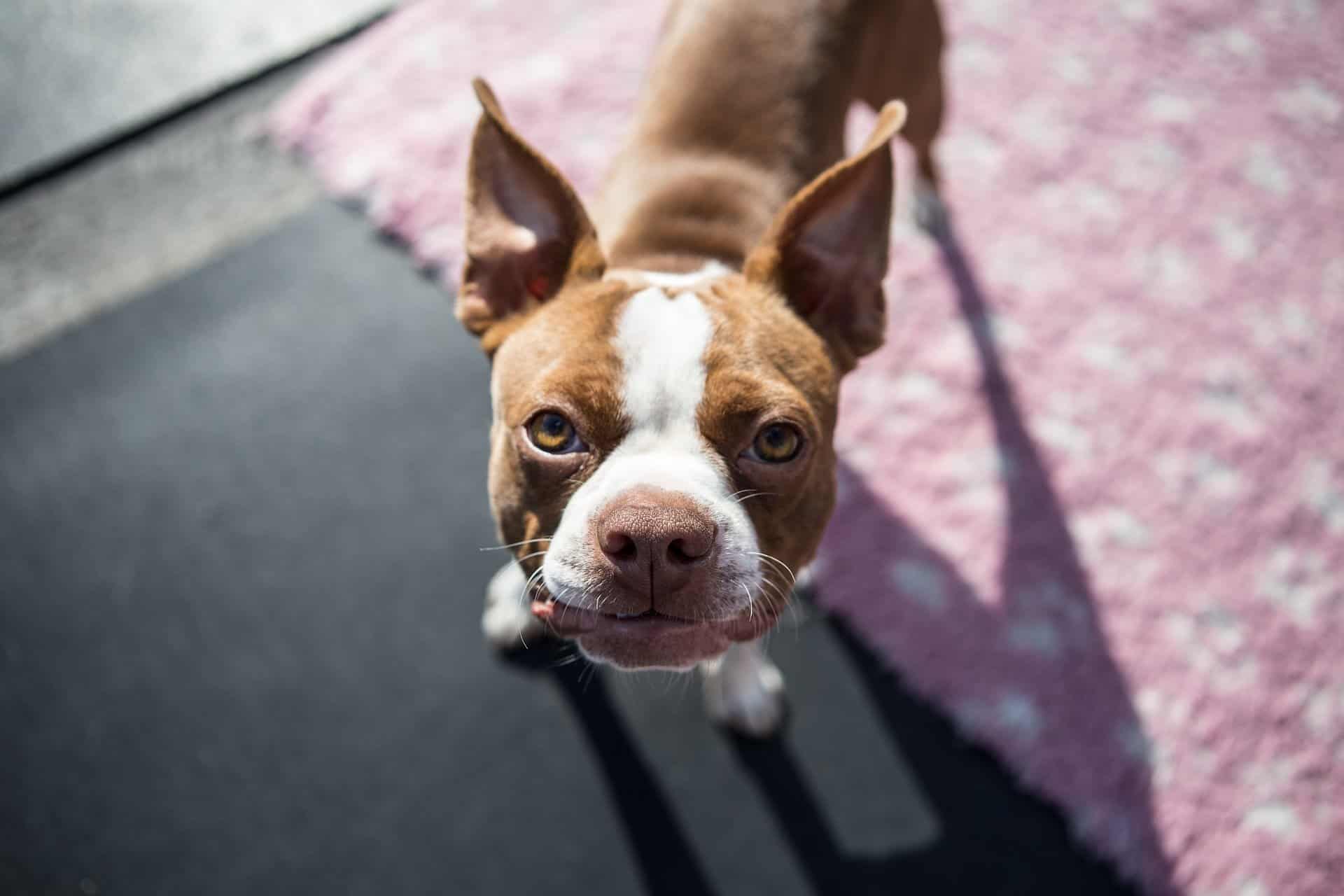 Boston Terriër: Dit moet je weten - Alles over honden