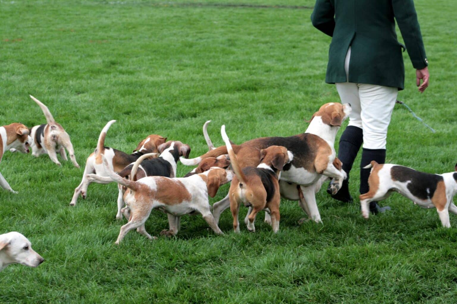 Harrier: Dit moet je weten - Alles over honden