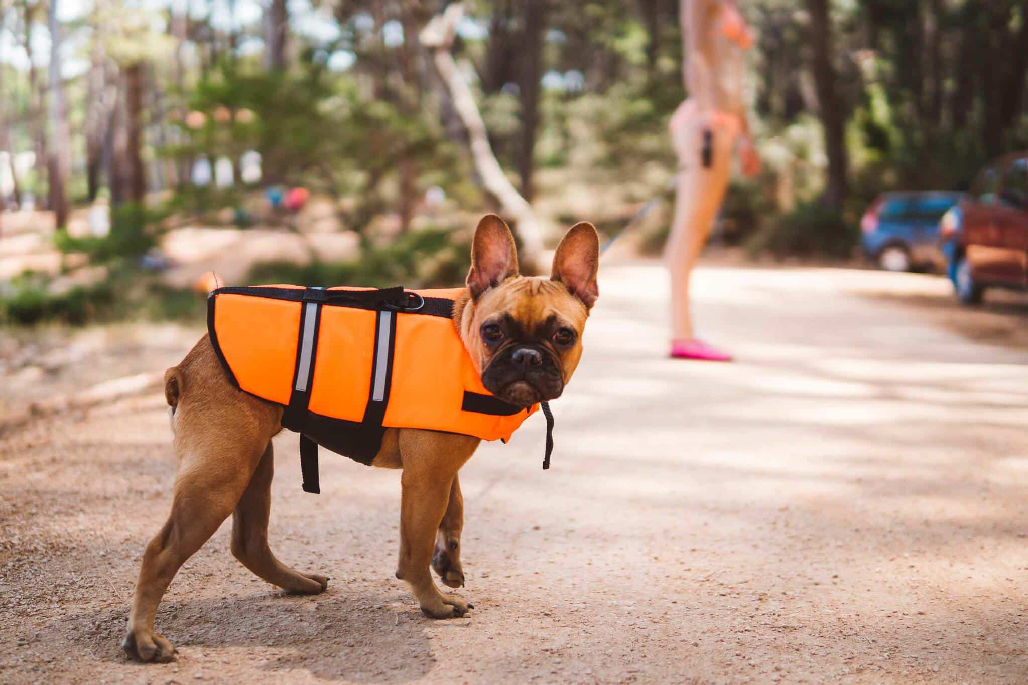 Hondendekje kopen? Bekijk de beste hondendekjes