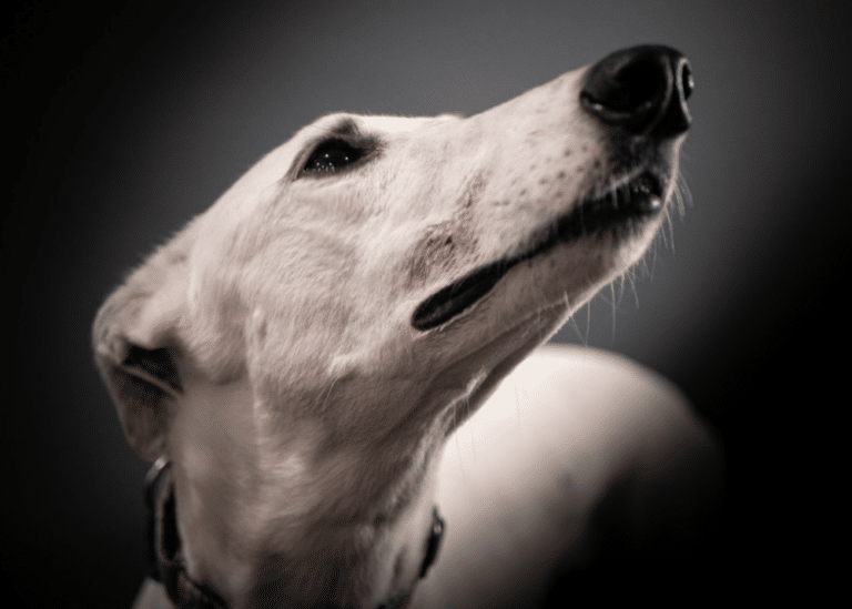 Dingen over windhonden wedden die u moet weten - Allesoverhond